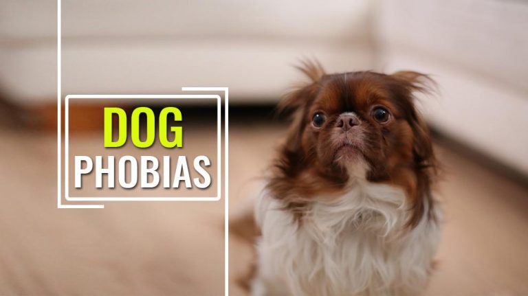Common Fears And Phobias In Dogs - How To Help A Scared Dog? - Petmoo