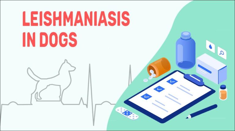 Leishmaniasis In Dogs - Petmoo