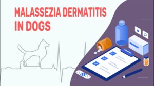 Malassezia Dermatitis In Dogs - Symptoms And Treatments - Petmoo