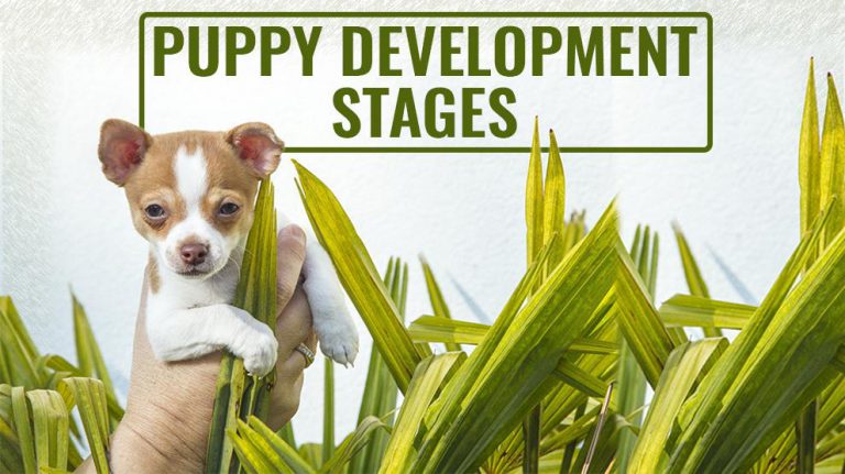 Puppy Development Stages - Growth From Birth - Petmoo