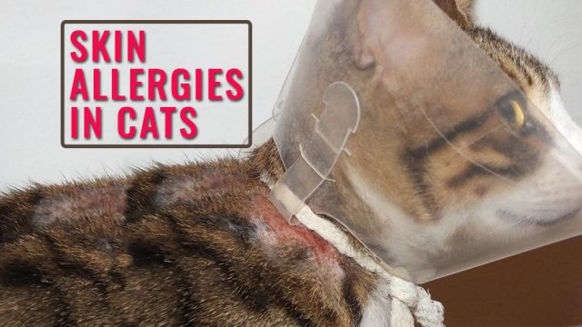 Skin Allergies In Cats - Causes And Treatments - Petmoo