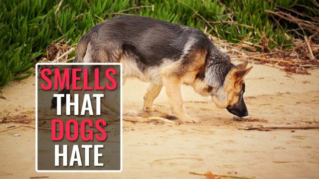 10 Smells That Dogs Hate - Protect Your Dog And Your Home - Petmoo