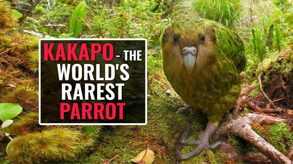 Kakapo – A Rare Flightless Parrot On The Verge Of Extinction - Petmoo
