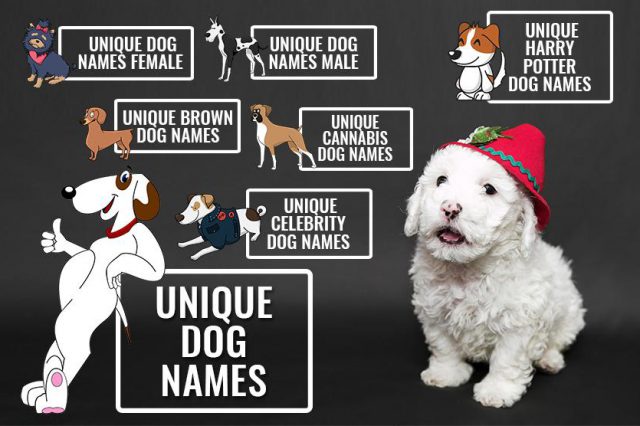 180+ Best Science Dog Names Under All Science Categories - Petmoo