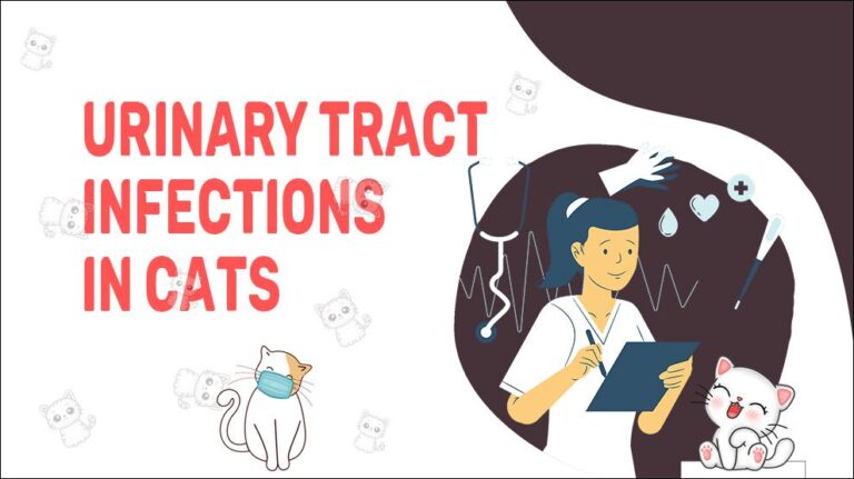 Urinary Tract Infections In Cats - Symptoms & Treatment - Petmoo