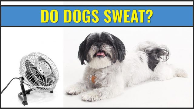 Do Dogs Sweat? How Dogs Keep Cool? - Petmoo