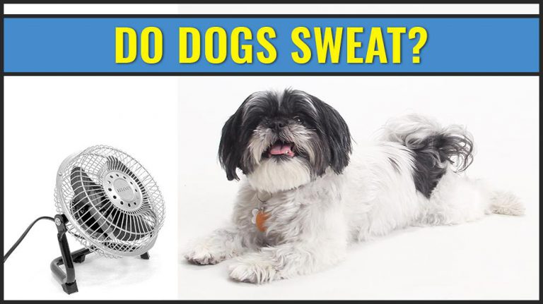 Do Dogs Sweat? How Dogs Keep Cool? - Petmoo
