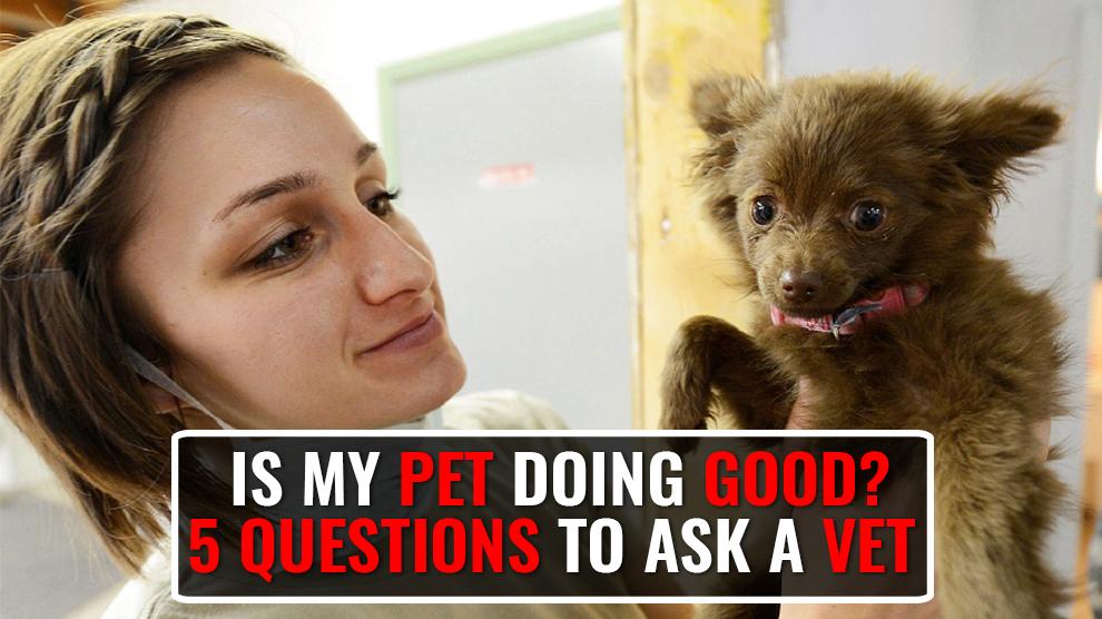 5 Important Questions Every Pet Lover Should Ask His Vet - Petmoo