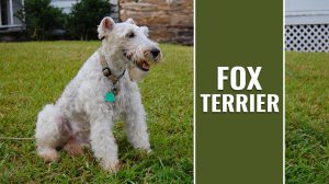 Fox Terrier - 10 Must Know Dog Breed Information And Traits - Petmoo