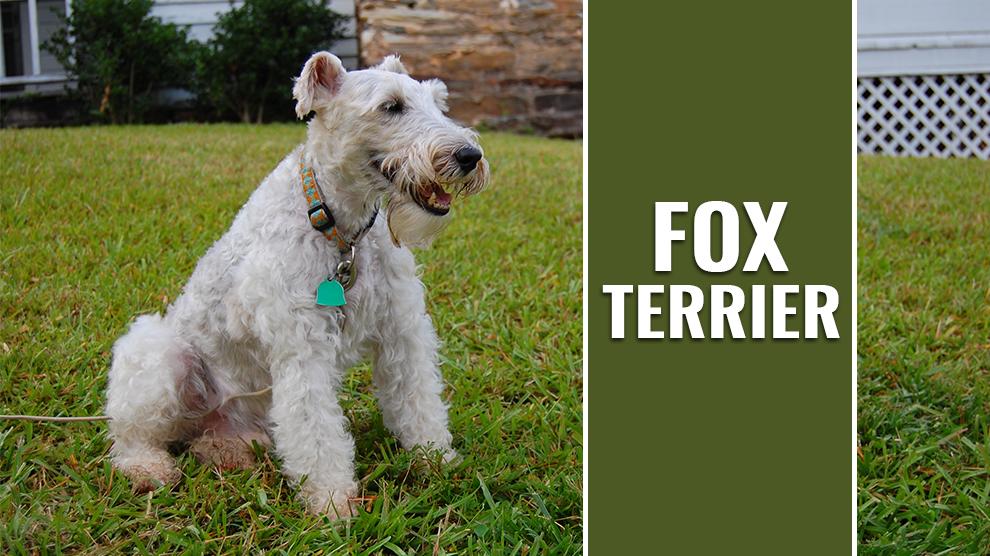 Are Fox Terrier The Most Intelligent Dogs