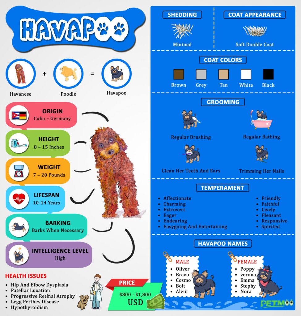 Havapoo - Is Havanese Poodle Mix The Right Dog For You? - Petmoo