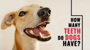 How Many Teeth Do Dogs Have? All Dog Dental Questions Answered - Petmoo