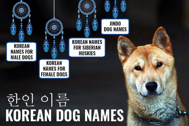 180+ Awesome Japanese Dog Names (日本の犬の名前) With Meanings - Petmoo