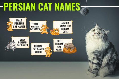 200+ Best Calico Cat Names With Meanings - Petmoo