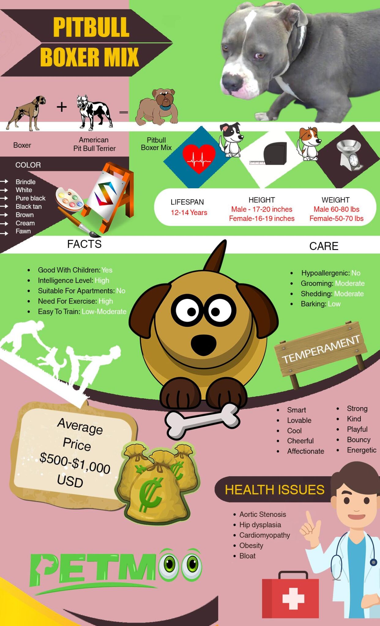 Pitbull Boxer Mix - 10 Must Know Facts About The Pitbull Mix - Petmoo