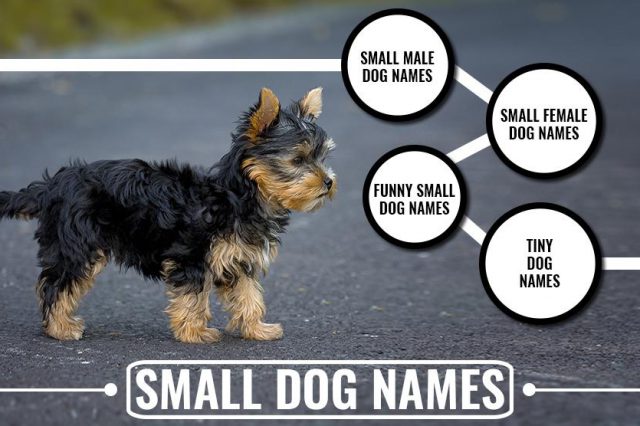 180+ Awesome Japanese Dog Names (日本の犬の名前) With Meanings - Petmoo