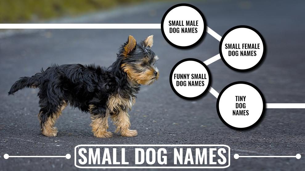 170 Best Small Dog Names Backed With Concise Meanings Petmoo