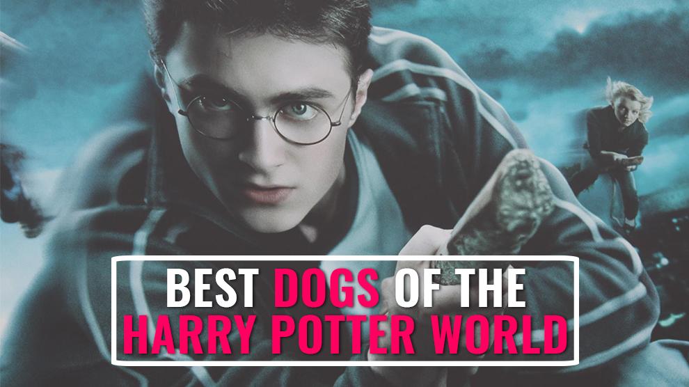 Best Dogs Of The Potter World -The Unabating Harry Potter Mania - Petmoo