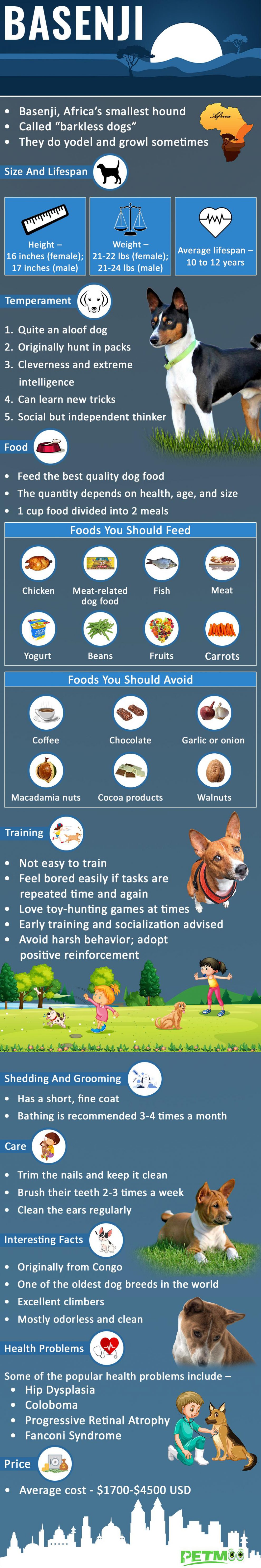 Basenji – Unique Dog Breed Information On The Bark-less Dog - Petmoo