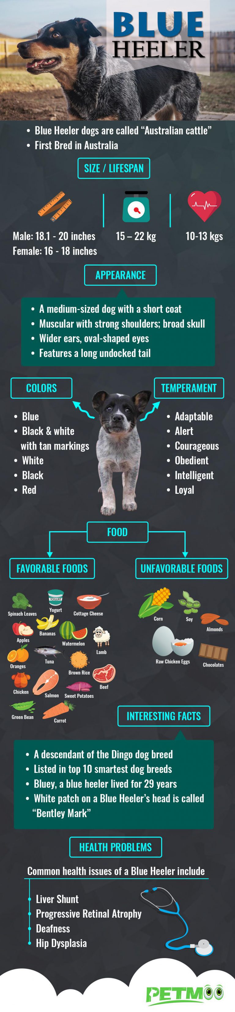 Blue Heeler: Complete Australian Cattle Dog Breed Information - Petmoo