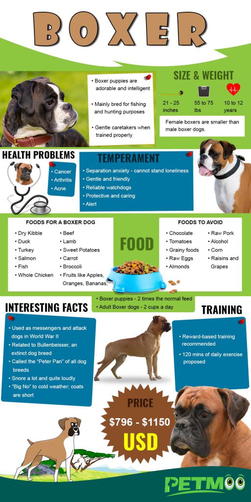 Dog Breeds Infographics - Petmoo