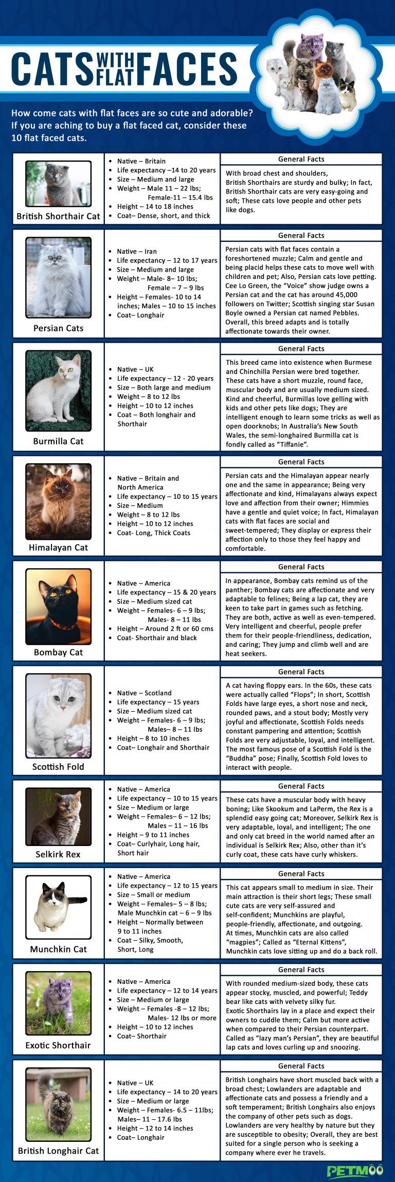 Cats With Flat Faces - 10 Cat Breeds & Facts - Petmoo