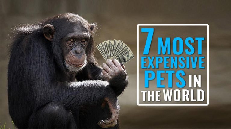 10 Most Expensive Pets In The World - Petmoo