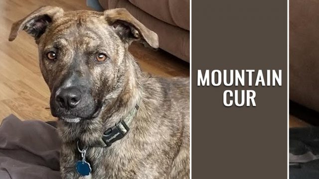 Mountain Cur: Dog Breed Information And Characteristics - Petmoo
