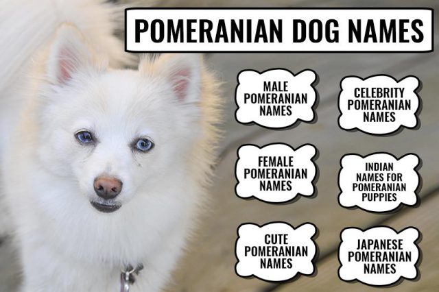 180+ Awesome Japanese Dog Names (日本の犬の名前) With Meanings - Petmoo