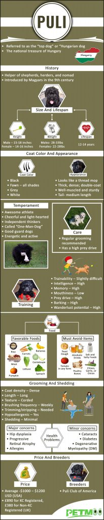 Puli - Dog Breed Information & Training Tips - Petmoo