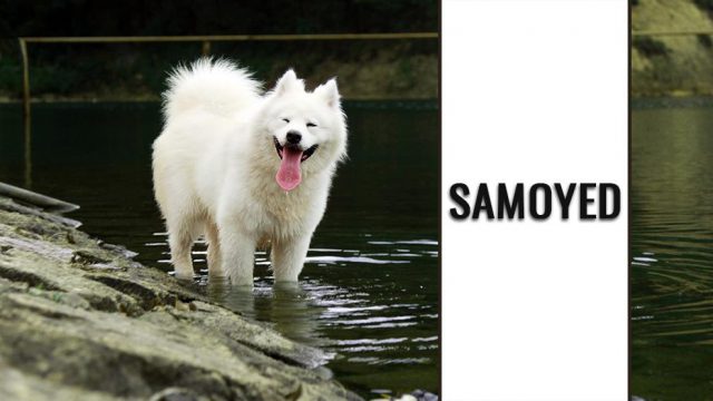 Samoyed - Dog Breed Information And Personality - Petmoo