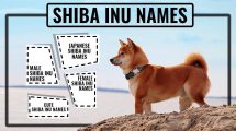 Shiba Inu Names - 115 Stunning Names For Your Puppies - Petmoo