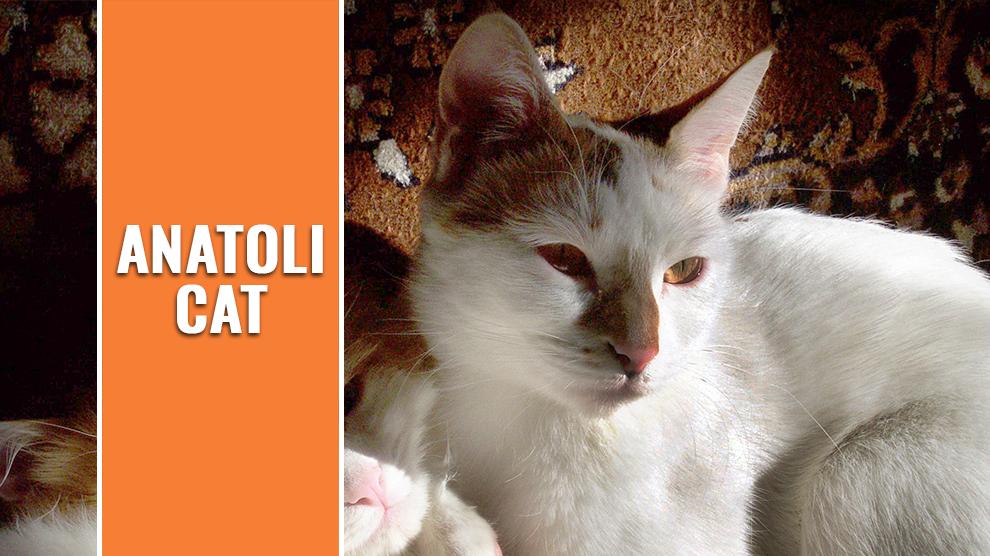 Anatoli Cat - A Complete Breed Guide On The Turkish Cat - Petmoo