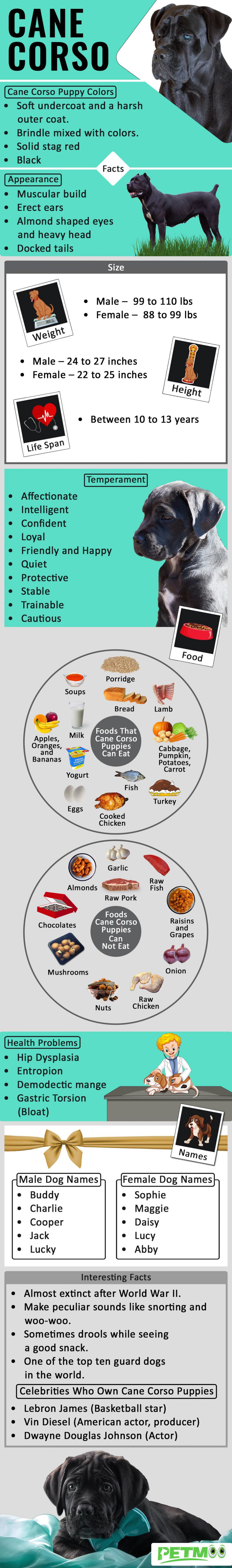 Cane Corso – Dog Breed Information And Facts - Petmoo