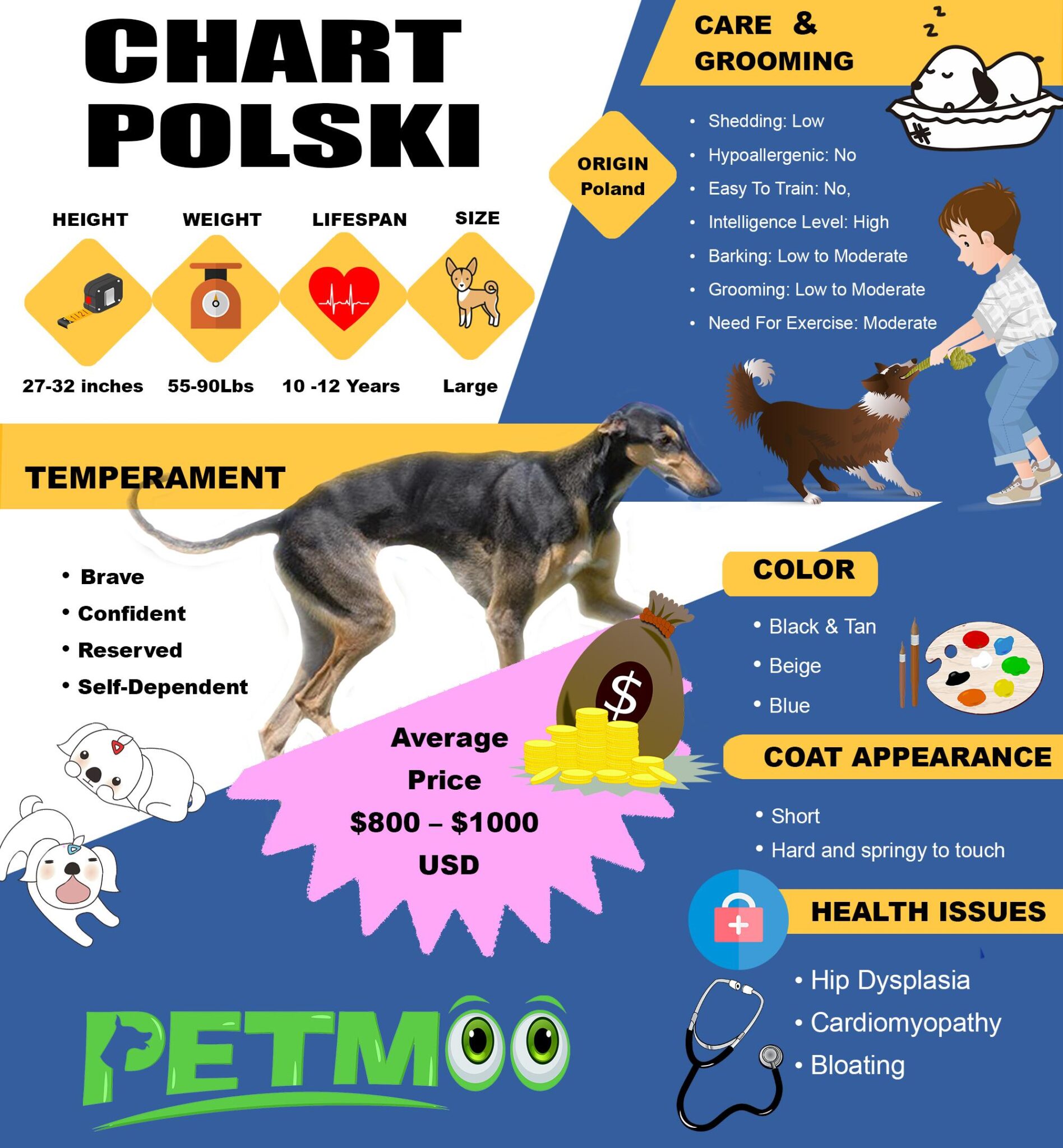 Chart Polski - Breed Information On The Polish Greyhound - Petmoo