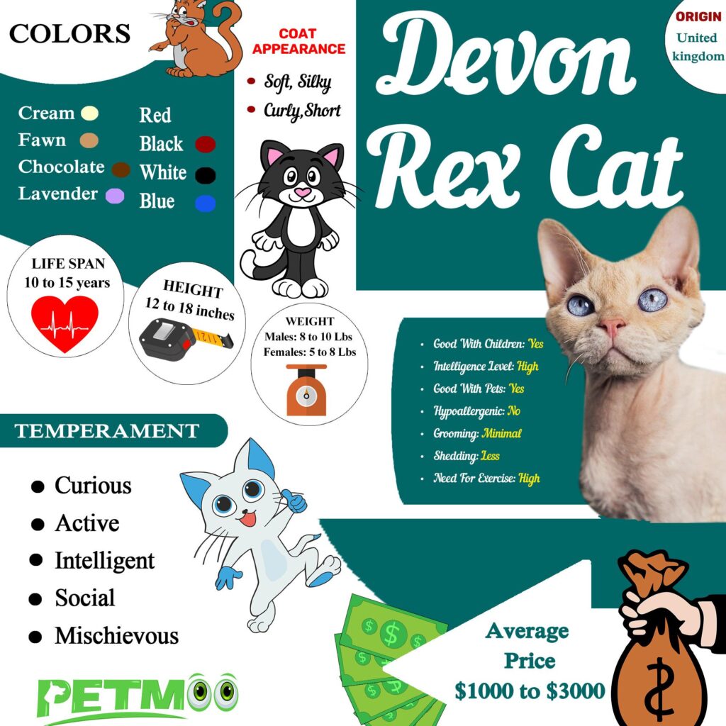 Devon Rex Cat Breed Information And Personality - Petmoo