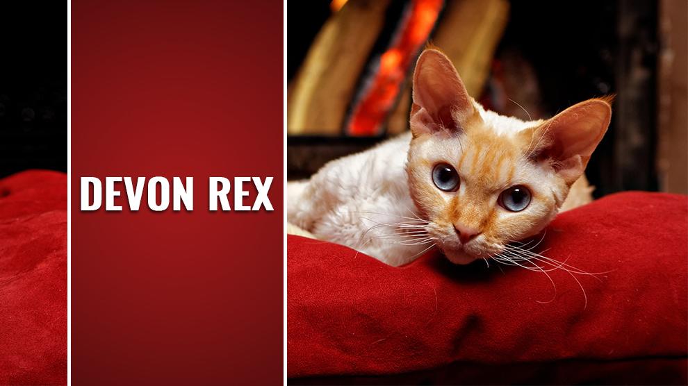 Devon Rex Cat Breed Information And Personality - Petmoo