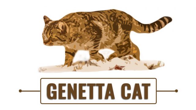 Genetta Cat - Complete Guide On The Dwarf Cat - Petmoo
