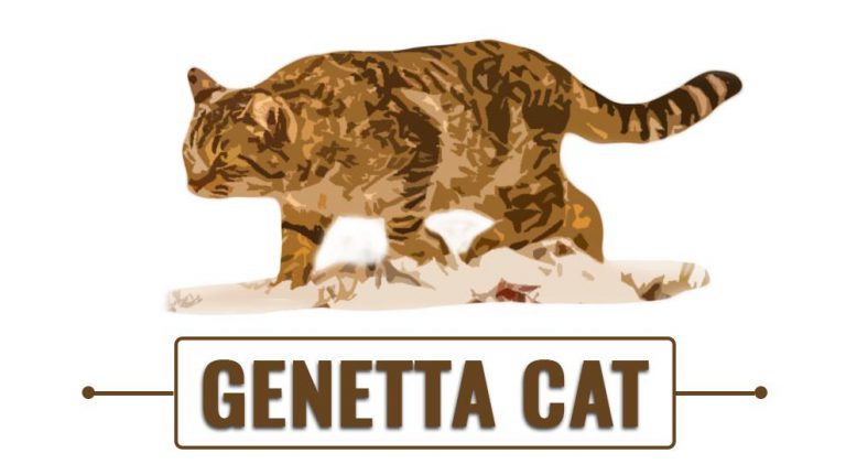 Genetta Cat - Complete Guide On The Dwarf Cat - Petmoo