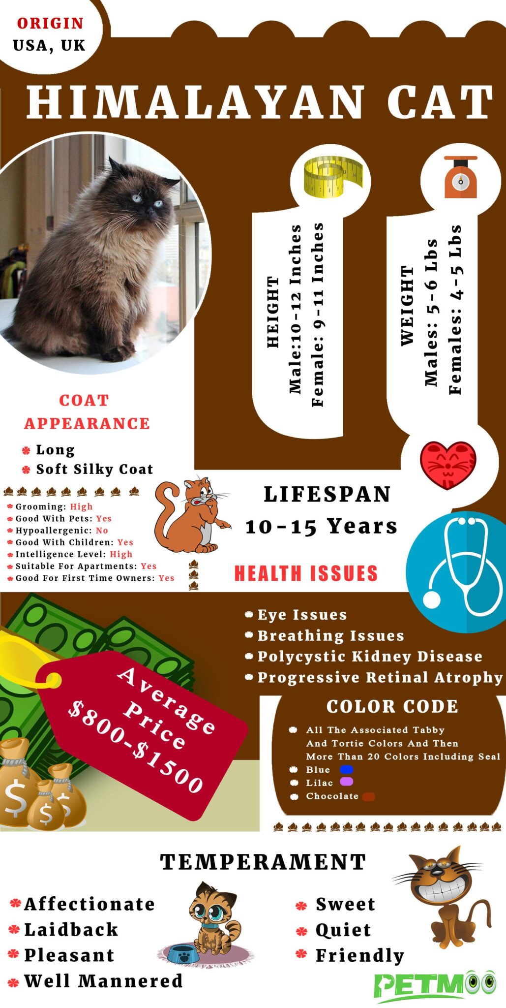 Himalayan Cat - Breed Information And Personality - Petmoo