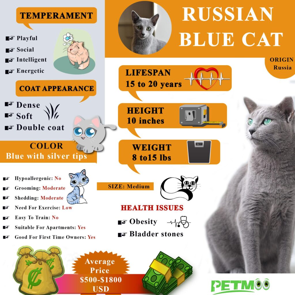 Russian Blue Cat Breed Information And Personality - Petmoo