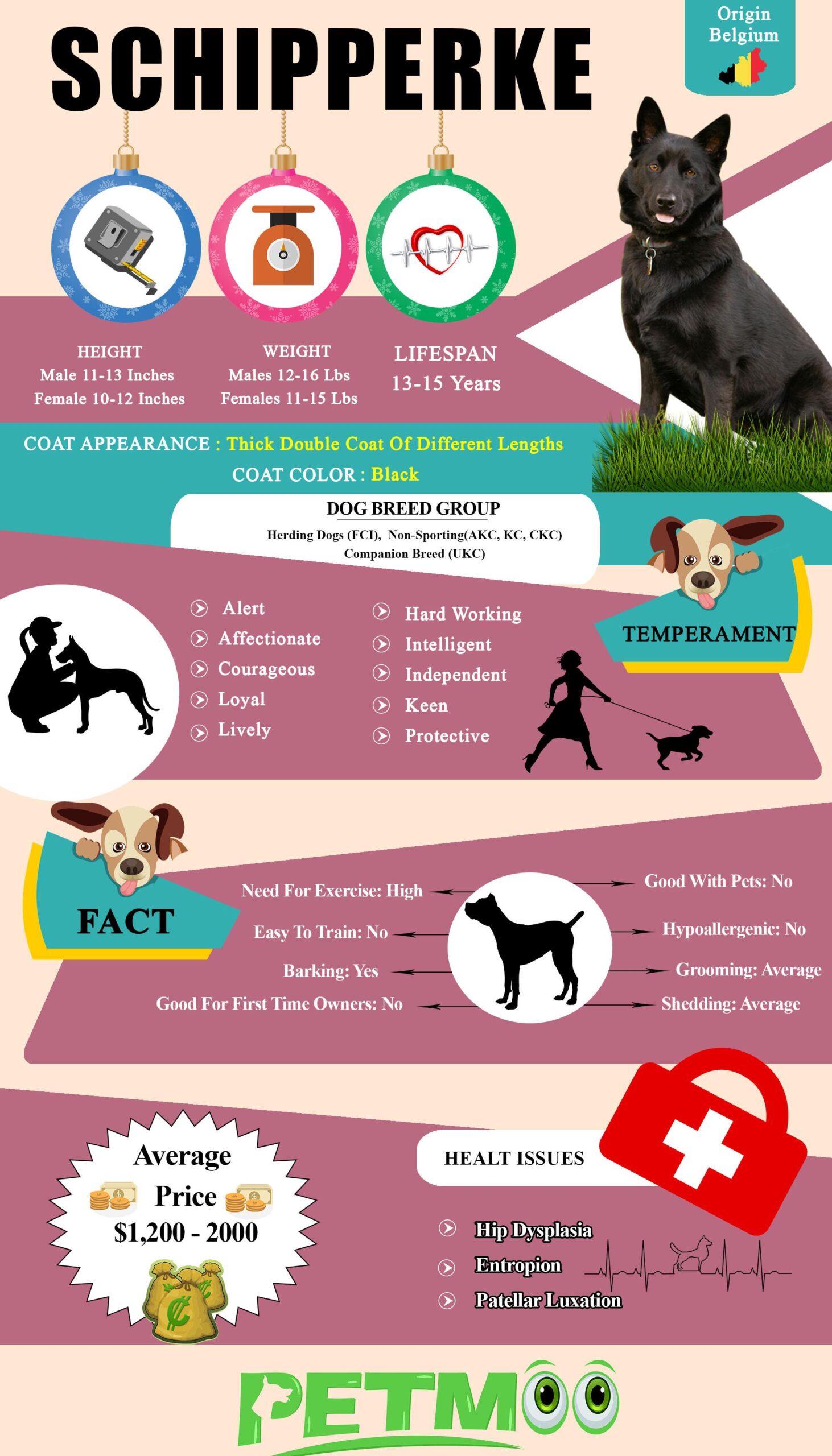 Schipperke - Dog Breed Information And Personality - Petmoo