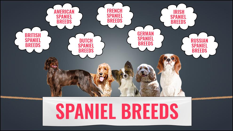 Spaniel Breeds - Lists And Types Around The World - Petmoo