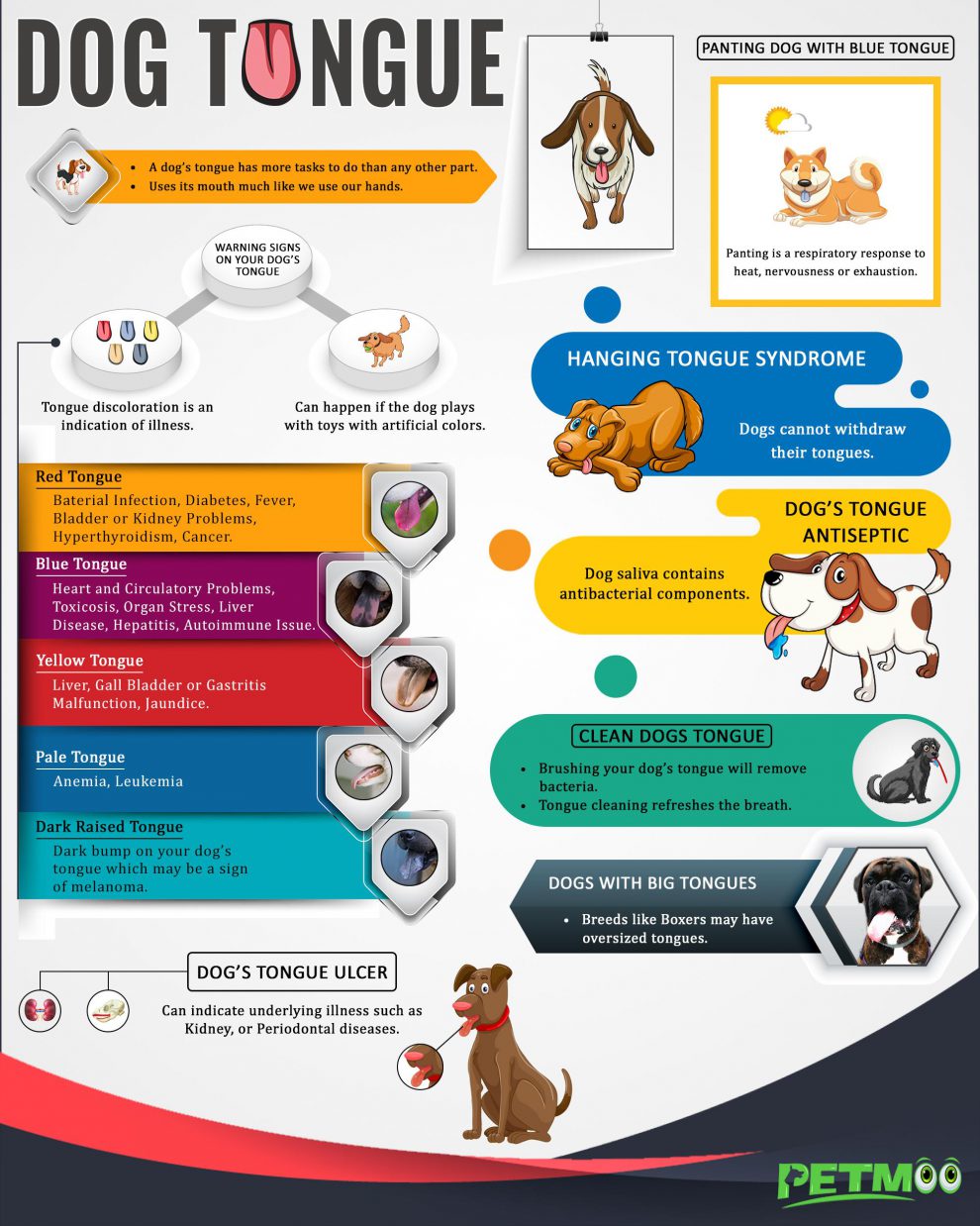 Dog Tongue - 10 Must Know Facts About The Dog's Health Checker - Petmoo