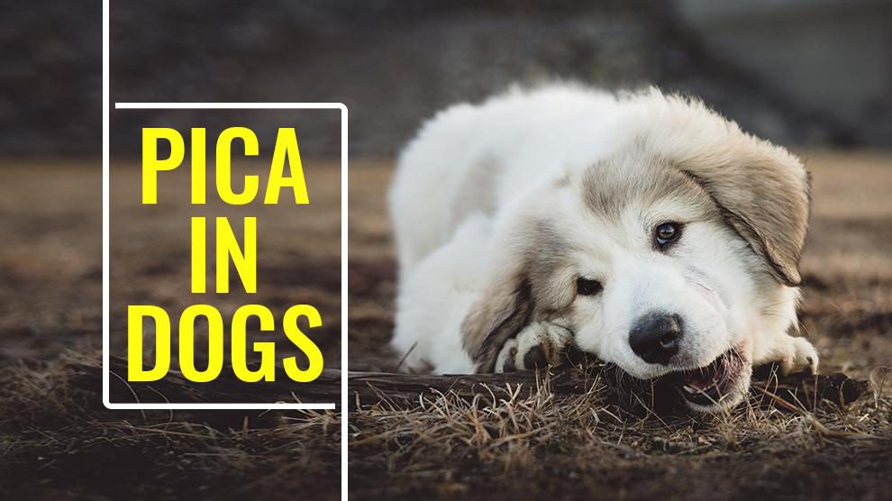 Pica causes - hetyused