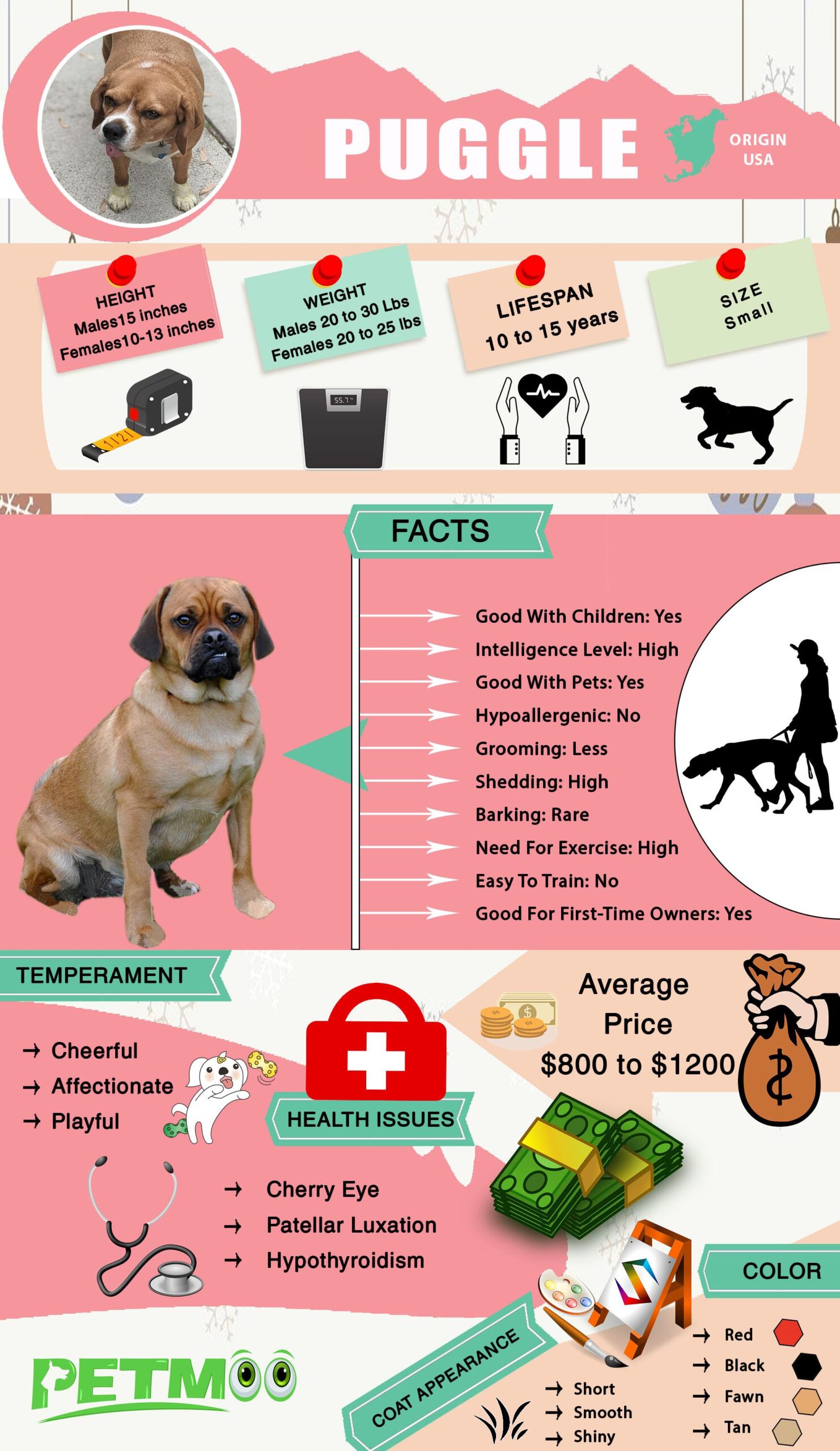 Puggle - Complete Dog Breed Information On Beagle Pug Mix - Petmoo