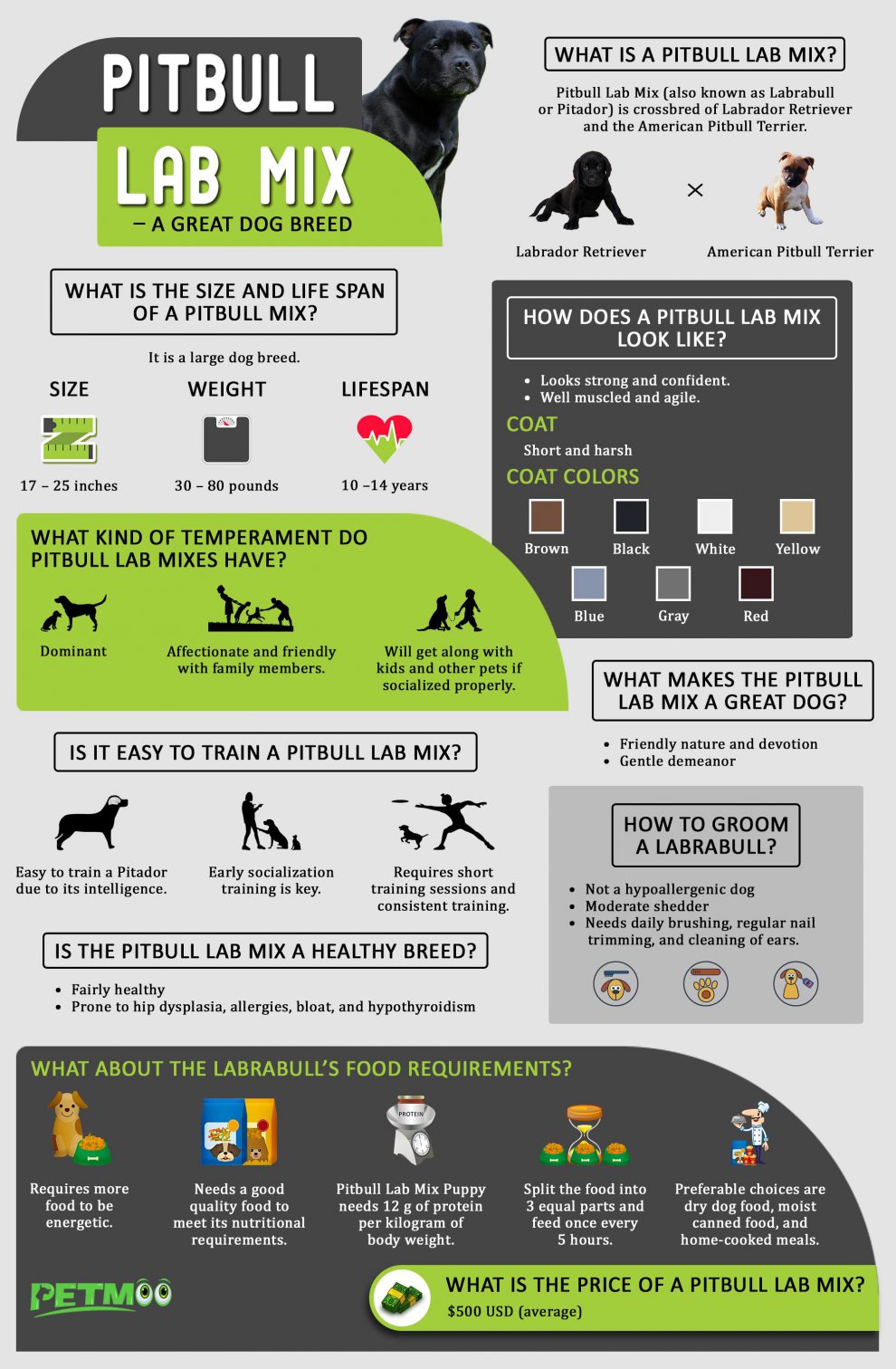 Pitbull Lab Mix - Complete Guide For A Bullador Owner - Petmoo