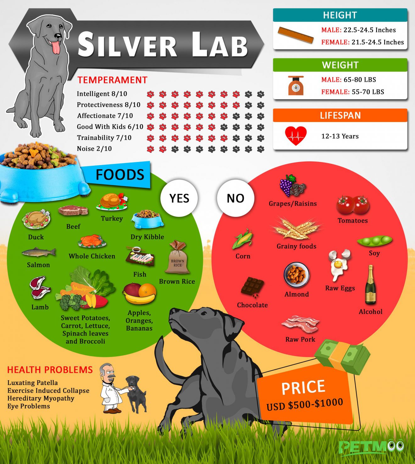 Silver Lab Puppies: Amazing Facts About The Silver Labrador Retriever ...