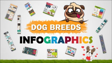 Dog Breeds Infographics - Petmoo