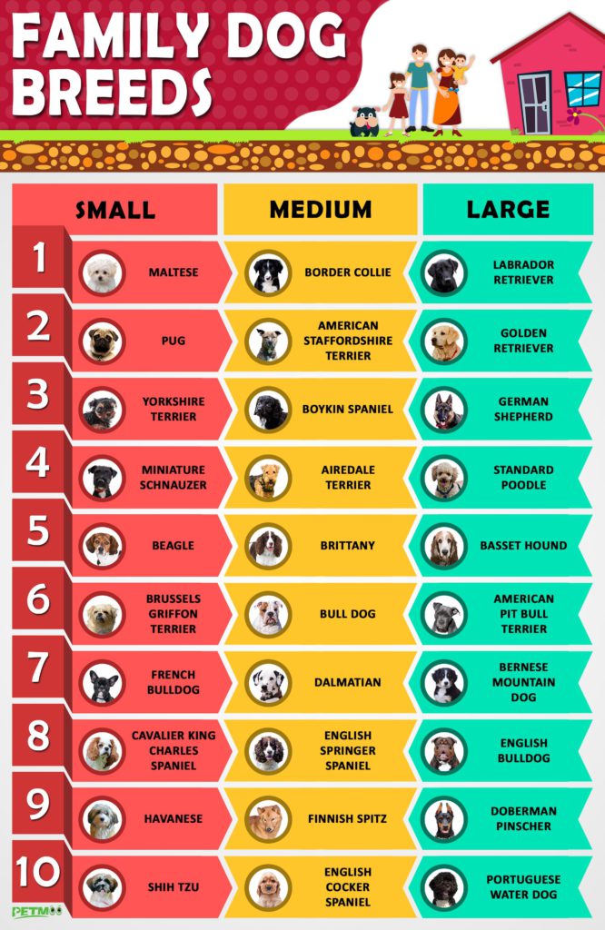 10 Best Family Dogs - Love & Care For Your Lifetime! - Petmoo